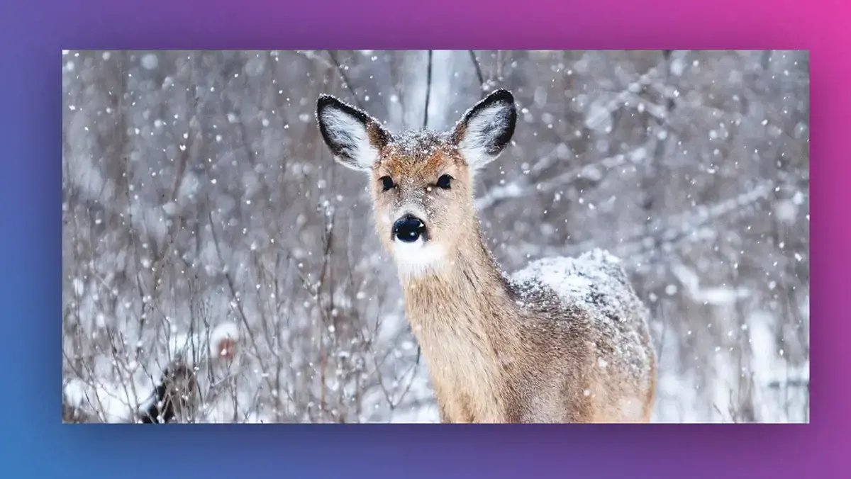 CSS filter Examples - Motion Blur Effect Using Svg Filters example ...